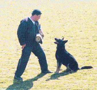 German Shepherd Adra Pictures at the North American Trial