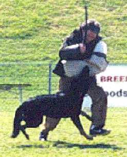 German Shepherd Adra Pictures at the North American Trial