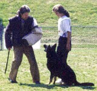 German Shepherd Adra Pictures at the North American Trial